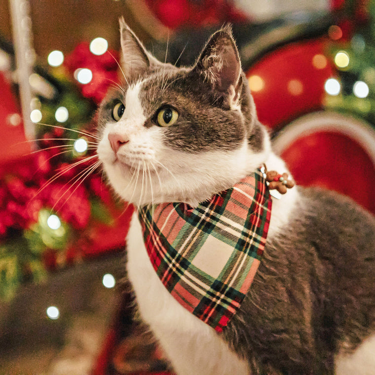 Stylish & Unique Cat Collars + Cat Bow Ties and Personalized ID Tags