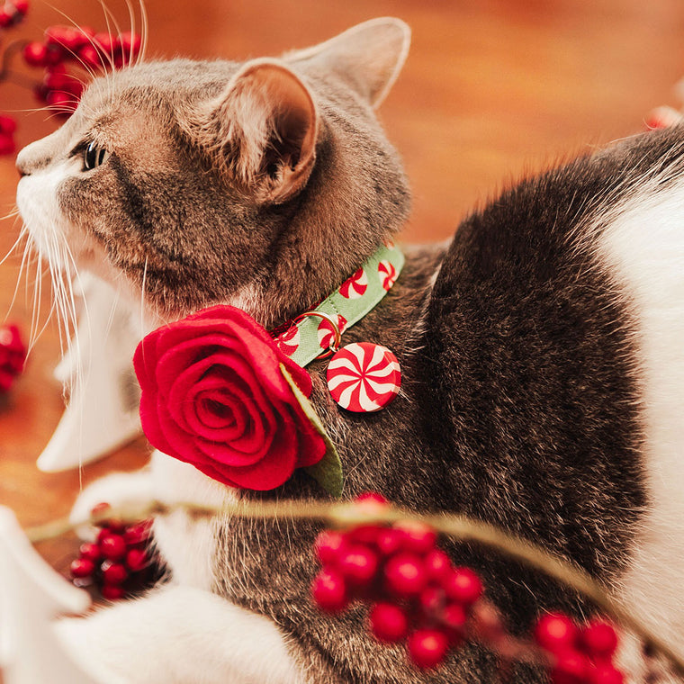 Stylish & Unique Cat Collars + Cat Bow Ties and Personalized ID Tags