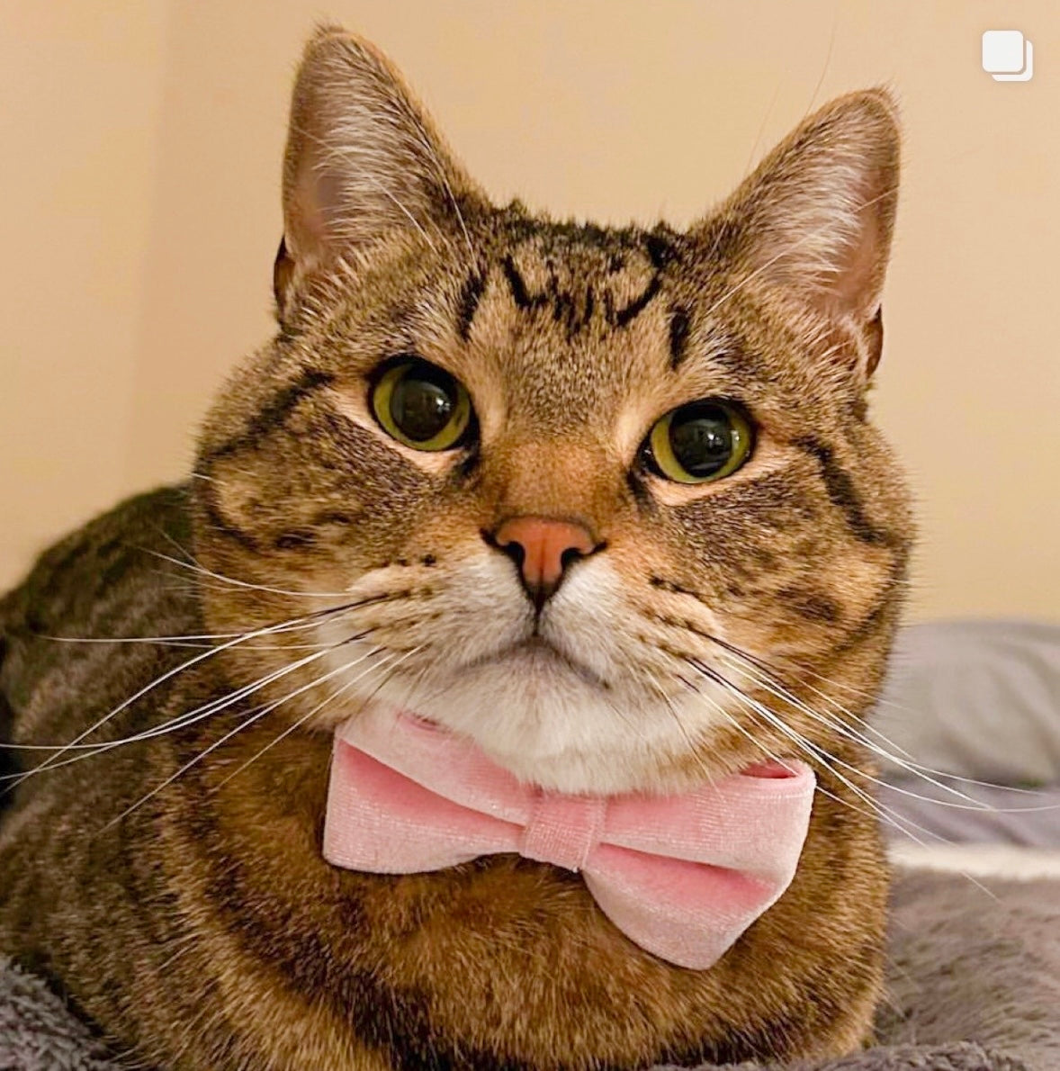 Pet Bow Tie - "Velvet - Ballet Pink" - Classic Light Pink Velvet Cat B