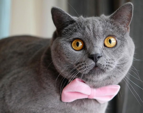 Pet Bow Tie - "Velvet - Baby Pink" - Light Pink Velvet Cat Bow Tie / F